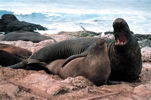 Elephant Seal Animal Facts Mirounga A Z Animals