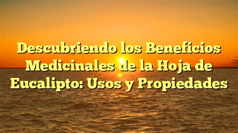 Descubriendo Los Beneficios Medicinales De La Hoja De Eucalipto Usos Y