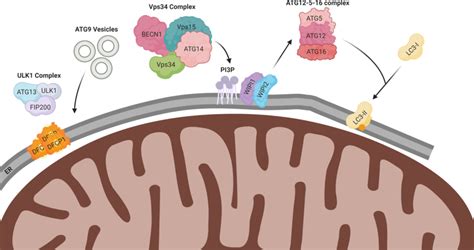 Canonical Autophagy Machinery Is Involved In De Novo Mitophagy