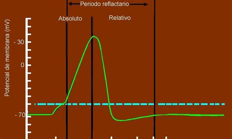 BIOLOGÍA nivel enseñanza media Período refractario