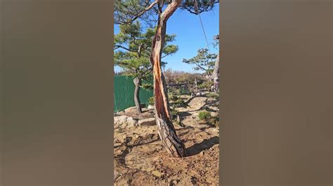 멋진소나무 육송 홍송 Youtube