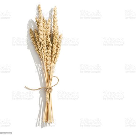 밀의 귀는 흰색 배경에 고립 된 단단한 빛으로 닫힙니다 천연 시리얼 공장 0명에 대한 스톡 사진 및 기타 이미지 0명 가을 개념 Istock