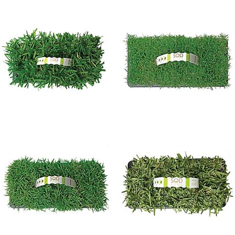 Sodpods Multi Variety 32 Pk Grass Plugs At Tractor Supply Co