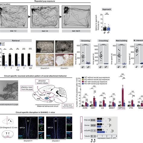 Chemogenetic Activation Of Mpoa Neurons In The Hypothalamus Restores Download Scientific