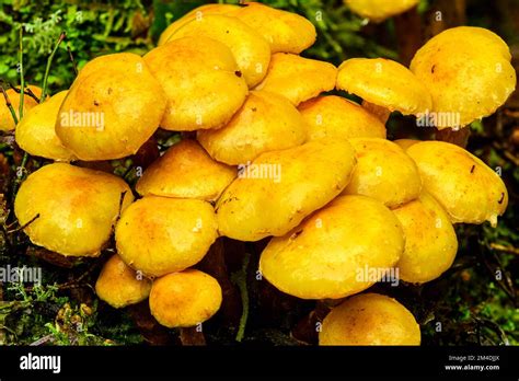 Saprophytic Plants Mushroom