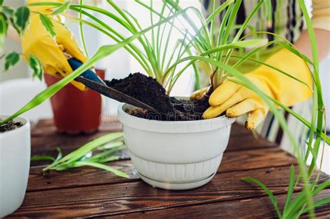 Planta De Trasplante De La Mujer En Otro Pote En Cocina Ama De Casa Que