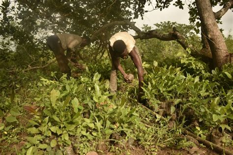 Joshua Bamidele On Linkedin Food Agriculture Farming Business Management Growth Diversity