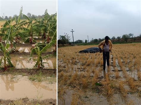 अवकाळीने नांदेड जिल्ह्याला घेरले गारपीट वारा अन् पावसाने केळी बागा