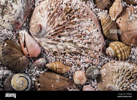 Differents Sizes Of Abalone Shells All Mixed With Ohter Small Types Fo