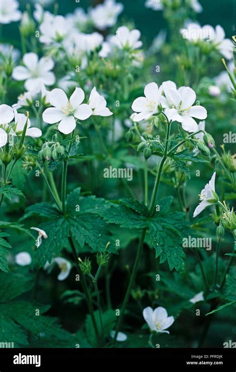 Geranium Sylvaticum Album Wood Cranesbill Showing White Flowers