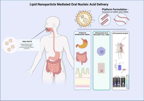 Oral Nucleic Acid Formulation Development Nucleic Acid Formulation Cd Formulation