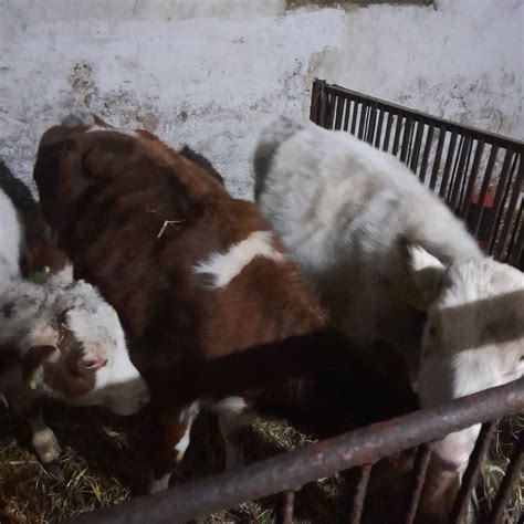 Byczki Do Dalszego Chowu Suchy Grunt OLX Pl