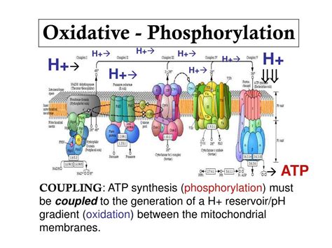 Ppt Mitochondria Oxidative Stress And The Pathophysiology Of Type 2