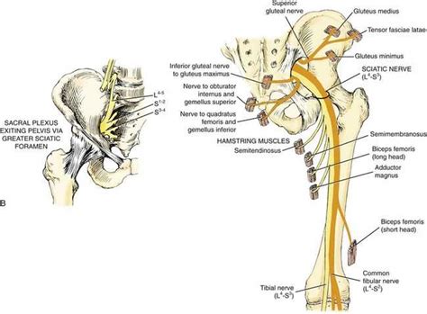 The Sciatic Nerve Mapping Out Its Path With An Illustrated Diagram