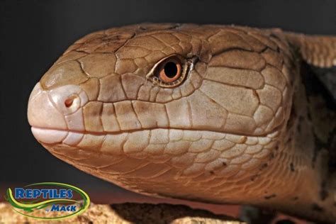 Blue Tongue Skink Care Sheet Reptiles By Mack