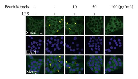 Peach Kernel Extracts Inhibit Lps Induced Smad Phosphorylation And Download Scientific Diagram