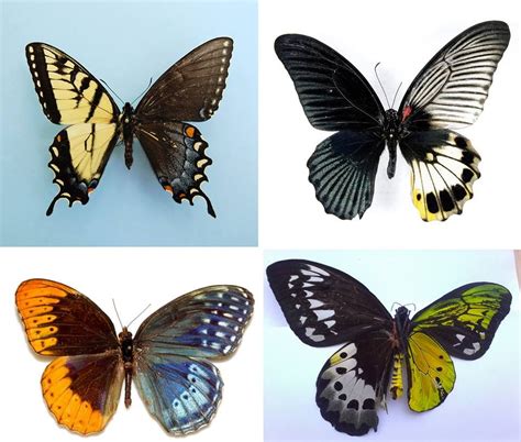 Gynandromorphism Is A Genetic Mutation Where An Organism Has The