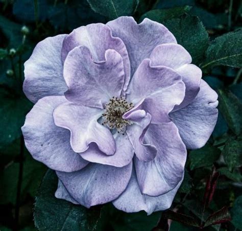 The Subjectivity Of Vision And How We See Our Roses In The Roses