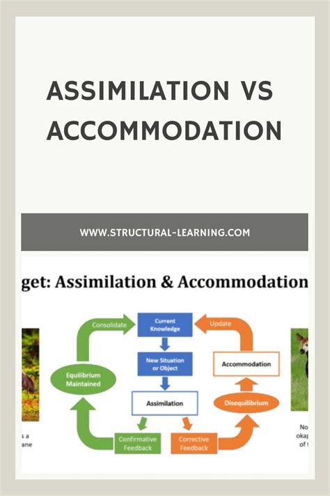 Assimilation Vs Accommodation Understanding Piagets Theory