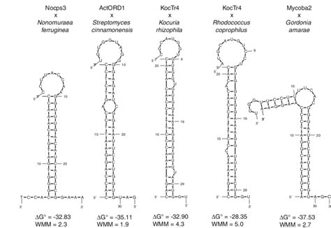 In Silico Prediction Of Secondary Structures Between Selected Probe