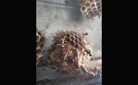 Featured In The Spokesman Review Pointe Pest Control