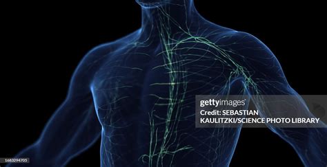 Male Lymphatic System Illustration High Res Vector Graphic Getty Images