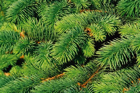 Coniferous Tree Leaves