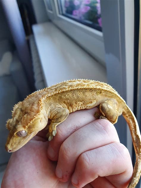 What Morph My Gecko Crested Geckos Morphmarket Reptile Community