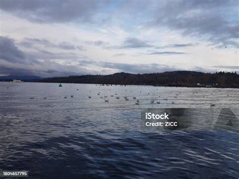 호수에 갈매기의 모습과 황혼에 언덕의 실루엣 Loch Lomond Balloch Scotland 영국 0명에 대한 스톡 사진 및