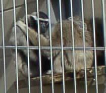 Hylobates pileatusボウシテナガザル