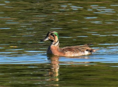 トモエガモ20231130 日本の野鳥識別図鑑