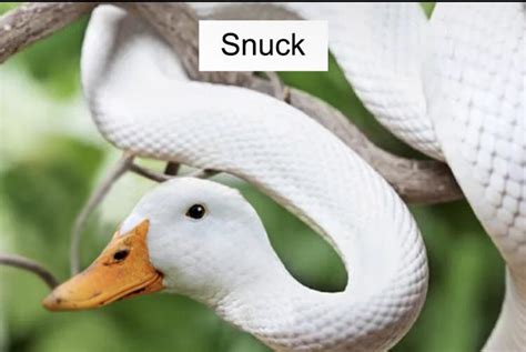 Snuck Từ Điển Đầy Đủ và Hấp Dẫn về Nghĩa và Sử Dụng