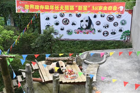 全球最长寿圈养大熊猫“新星”去世【4】 图片频道 人民网