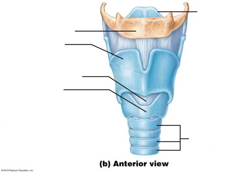 Anterior View Diagram Quizlet