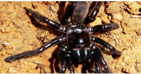 Worlds Oldest Spiders Early Demise Gives Hope To Imgurians World Wide