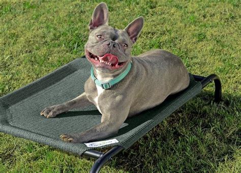The 9 Best Outdoor Dog Beds For All Weather
