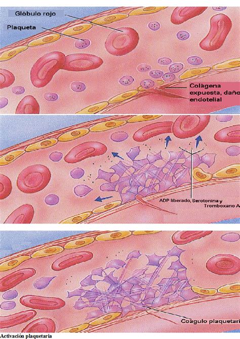 Analisis Hematologicos V TM UNIDAD Serie Plaquetaria Y Hemostasia