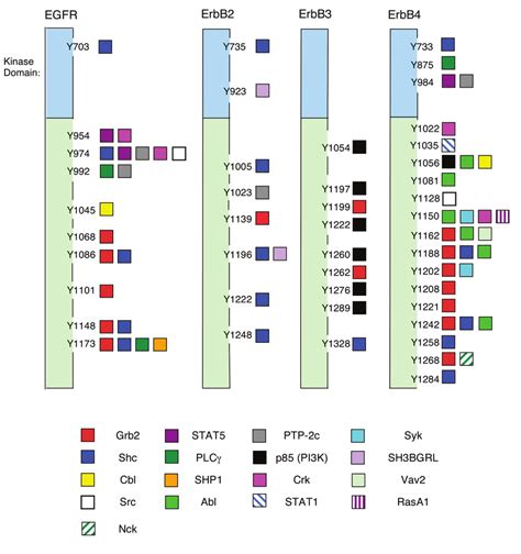 Ligand Stimulation Of Erbb Receptor Tyrosine Phosphorylation Creates