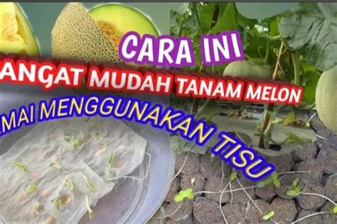 Mudah Dan Praktis Inilah Cara Semai Melon Pakai Tisu Hari Auto Tumbuh Jatim Network