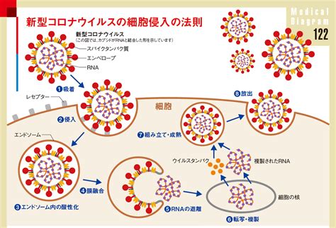 Medical Diagram 122 新型コロナウイルスの細胞侵入の法則 ファーマスタイルweb