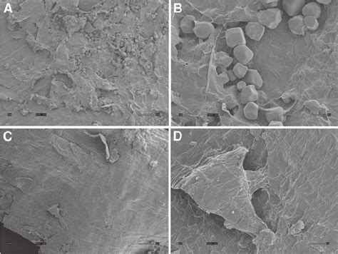 Scanning Electron Micrographs Of Ab Untreated Corn Fiber And Cd