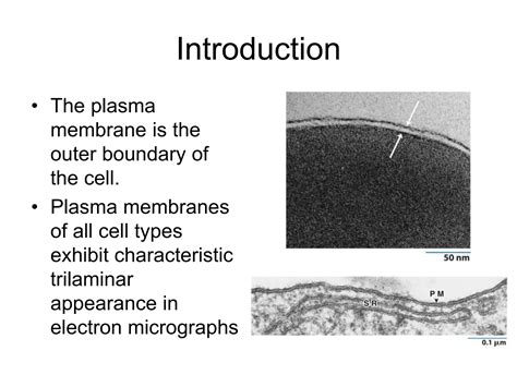 Lecture 2 Pm Cellular Membranesstructureppt
