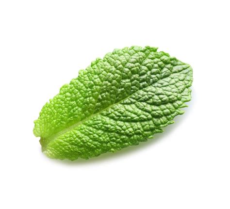 Hoja De Menta Fresca Sobre Fondo Blanco Foto Premium