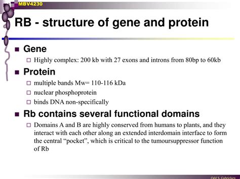 Ppt Rb And E2fs Linking Trx With Cell Cycle Powerpoint Presentation