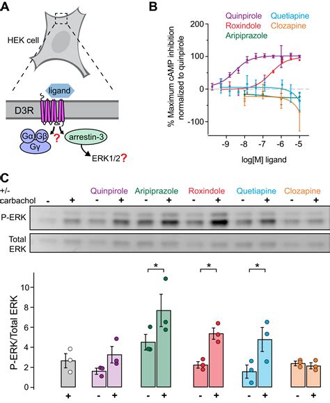 Arrestin 3 Agonism At Dopamine D3 Receptors Defines A Subclass Of