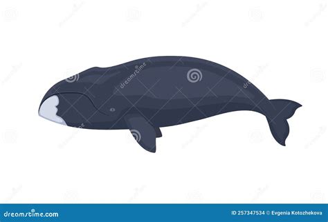 Vector Bowhead Whale Stock Vector Illustration Of Powerful 257347534