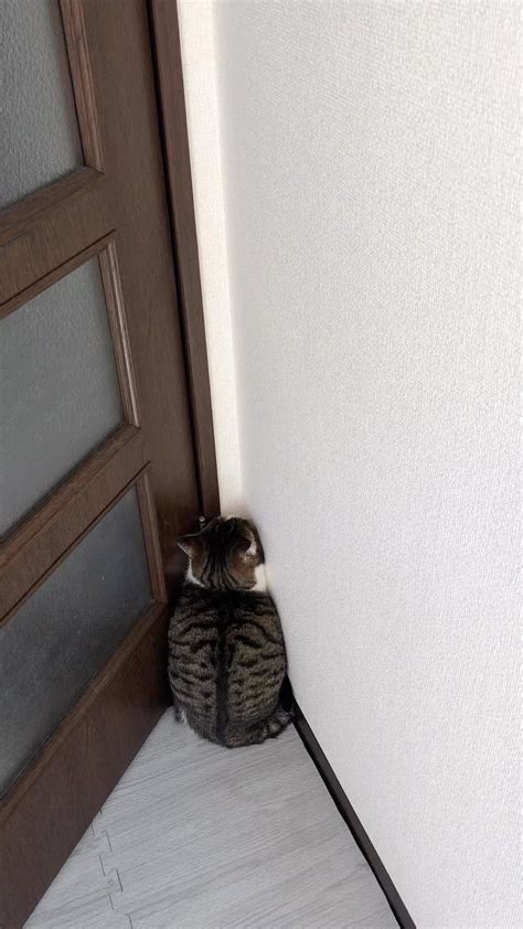はぴらきめるみすぅ 動じないみぃちゃんです🤣逃げないから嫌ではないのかな🤣 猫 ねこすたぐらむ ねこのいる生活 ねこ部 ねこ