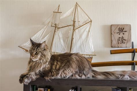 Maine Coon Origin A Brief History Of Americas Native Cat Breed
