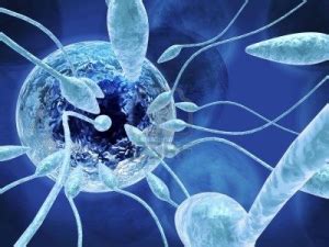 Fertilization Vs Implantation What S The Difference Why Pro Life