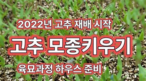 고추 모종 키우기 육묘과정 가식준비 괴산청결고추 고추재배방법 Youtube